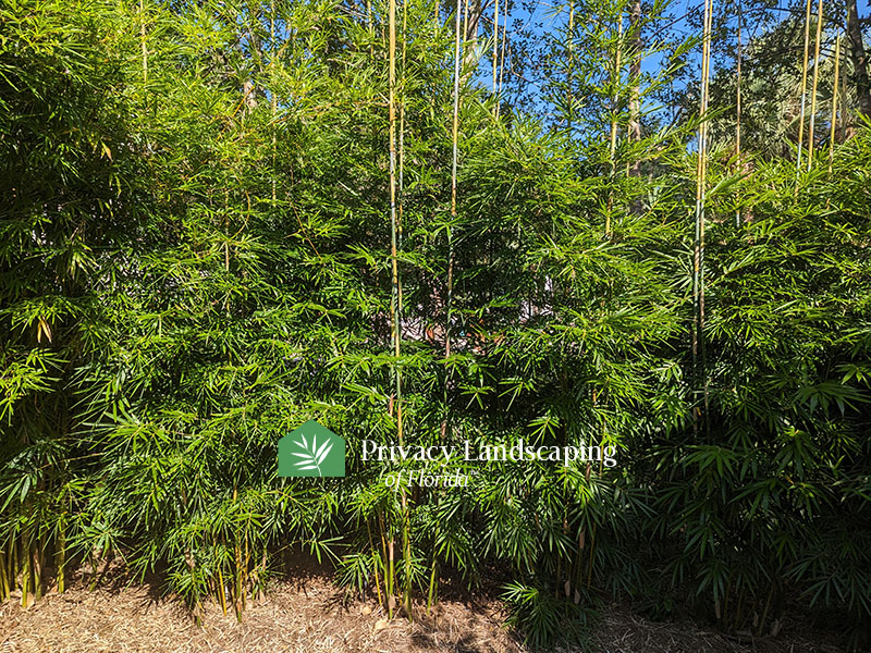 Privacy Landscaping of Florida - Photo Gallery